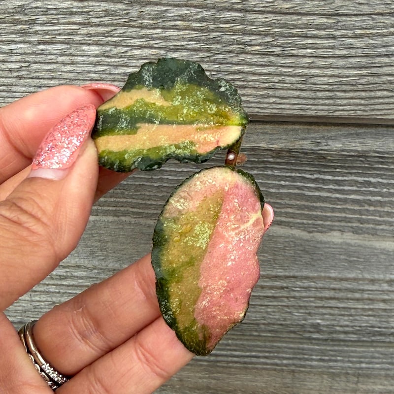 Hoya Caudata Variegated - Etsy