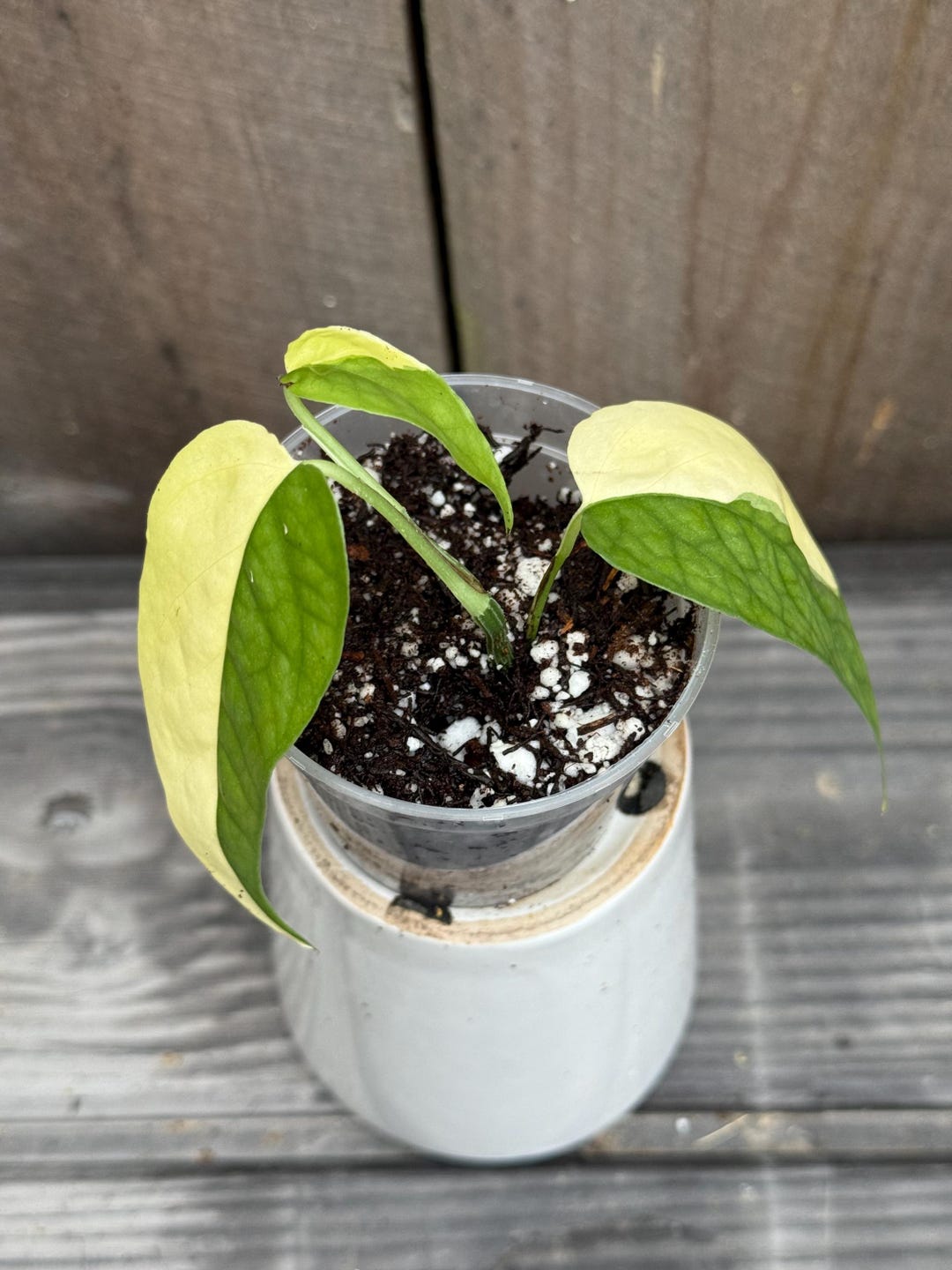 Epipremnum Cebu Blue Aurea - Etsy