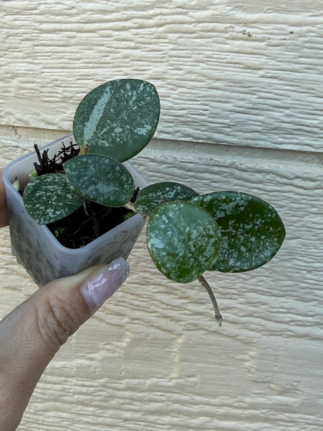 Hoya Mathilde Splash - Etsy