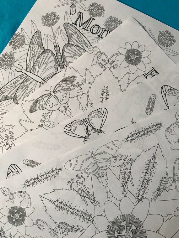 Page à Colorier Du Cycle De Vie Du Papillon Cartes De Nomenclature