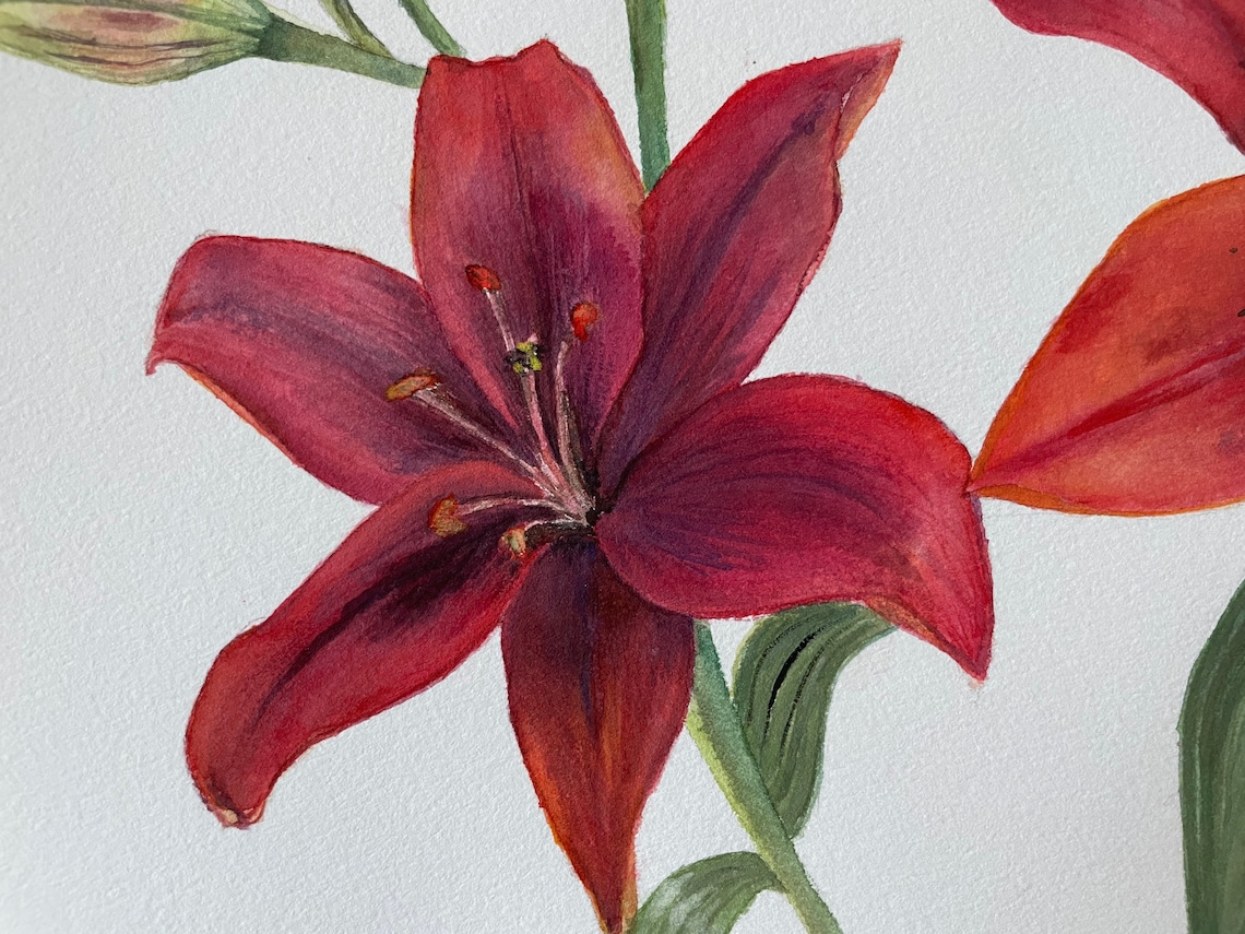 Original Watercolour Painting Red Lilies Signed Botanical Art Floral ...