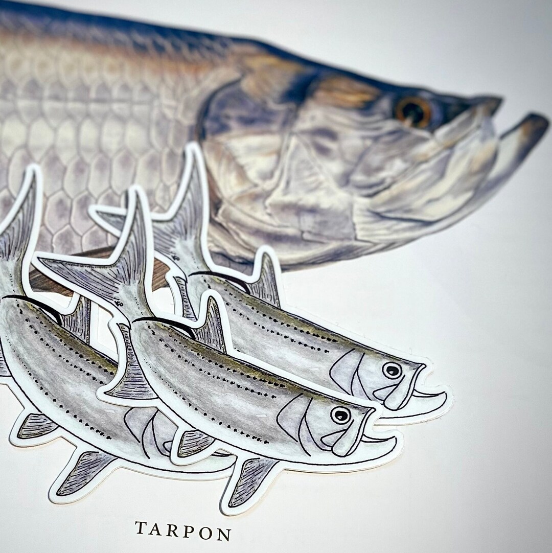 Tarpon Sticker: Original Fish Art, Weather Resistant Vinyl - Etsy