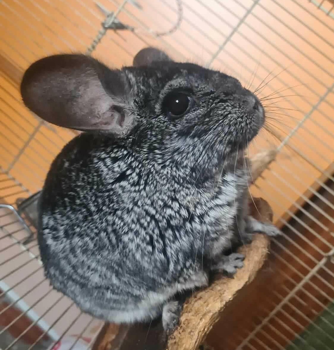 Mega Wood Slice Pet Painting / Wood Slice Pet Painting / Giant | Etsy