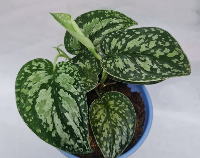 Scindapsus Silver Sierra - Etsy