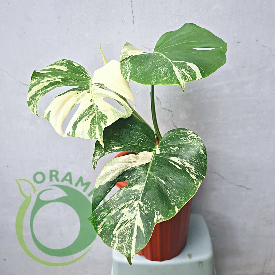 For James Monstera Albo Variegated SMALL ORAMICIN - Etsy