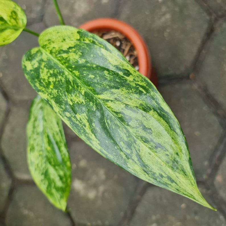 Aglaonema Simplex Variegated Tropical Plants Retail / | Etsy