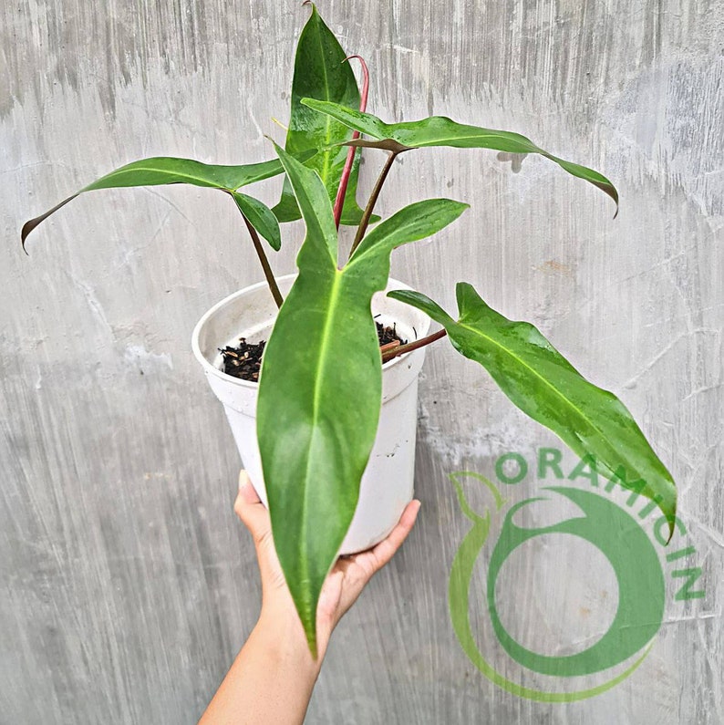 Philodendron Mexicanum Bicolor Tropical Plants ORAMICIN - Etsy