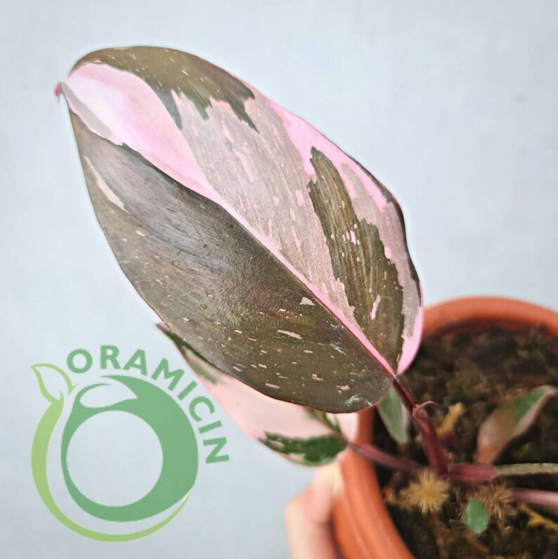 Philodendron Pink Princess Galaxy Variegated SMALL Tropical - Etsy
