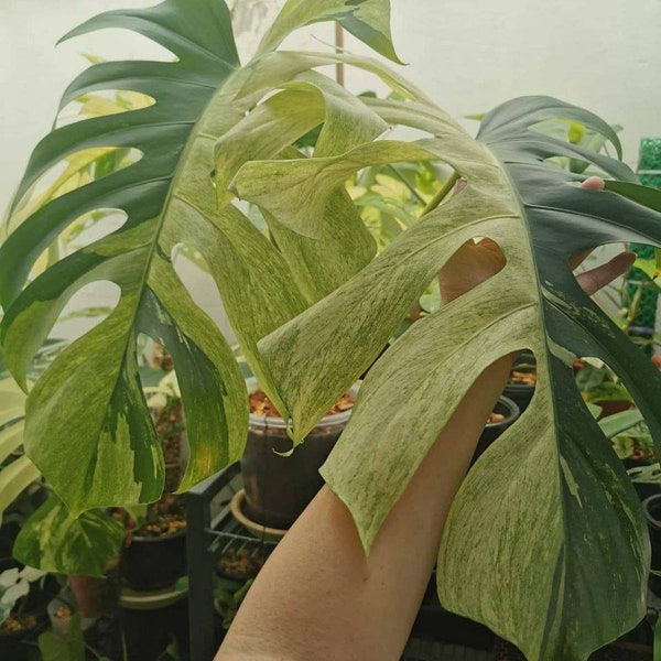 Monstera Mint - Etsy