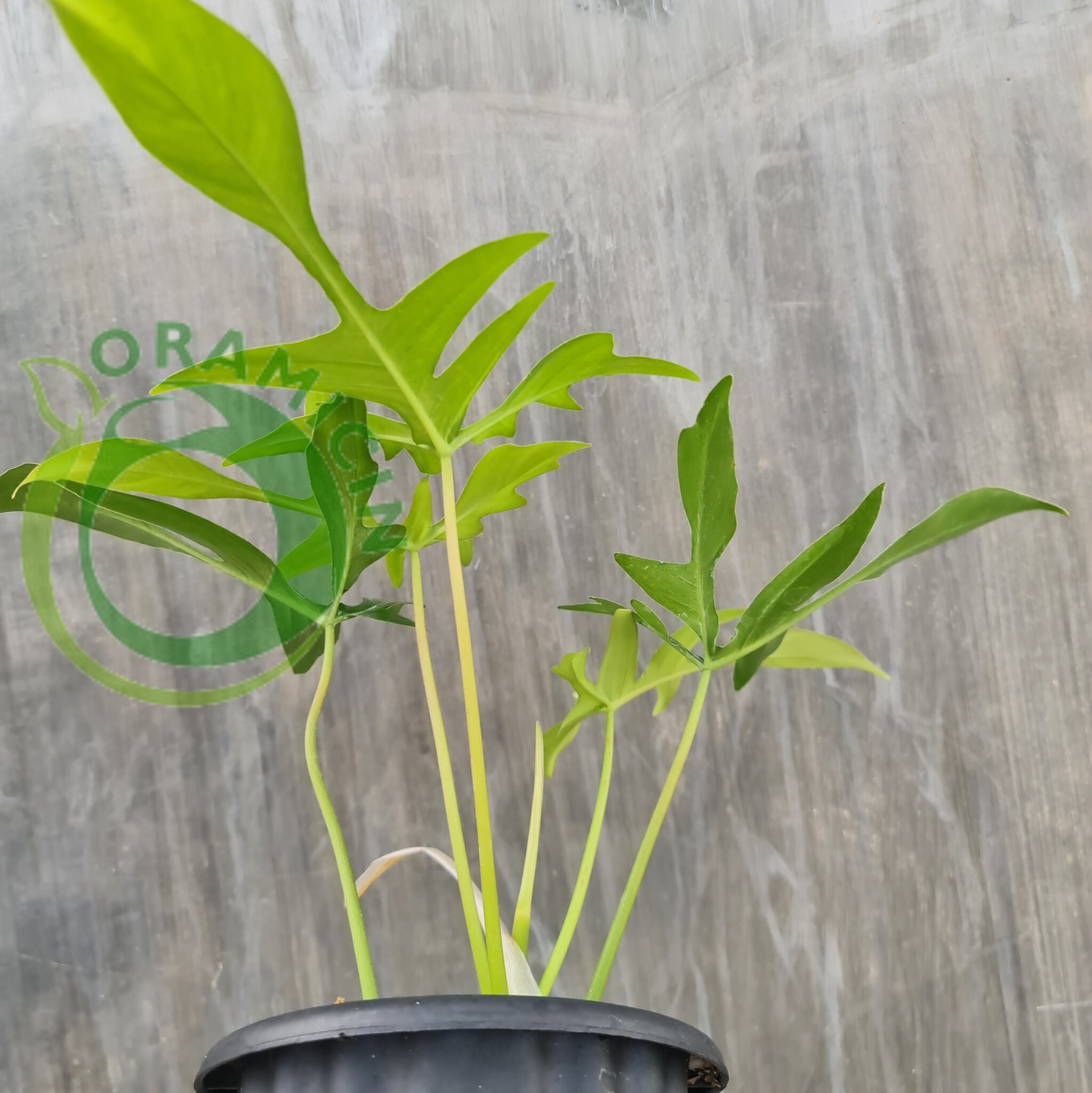 Philodendron Gladhand Glad Hand Tropical Plants ORAMICIN - Etsy