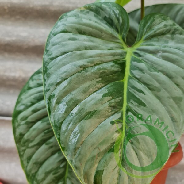 Philodendron Sodiroi - Etsy