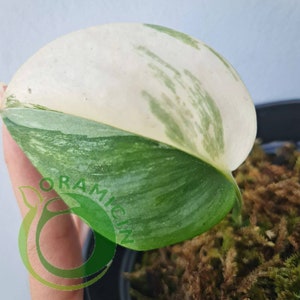 Scindapsus Rubicon Variegated Tropical Plants ORAMICIN - Etsy