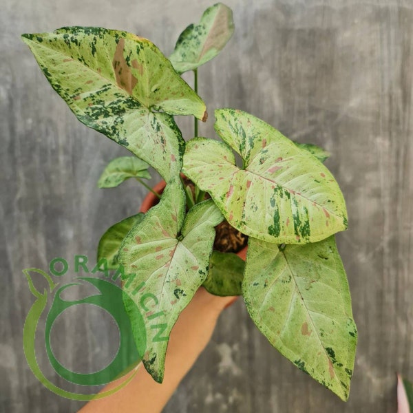 Syngonium Tricolor Confetti - Etsy