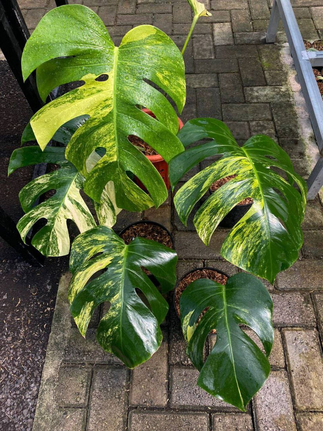Monstera Aurea 1 Leaf (free 1 Random Plant) ORAMICIN - Etsy