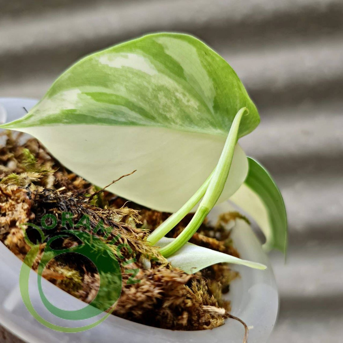 Philodendron Hederaceum ALBO Variegated Tropical Plants - Etsy