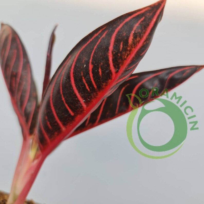 Aglaonema Red Sumatra Aglaonema Chocolate Tropical Plants - Etsy