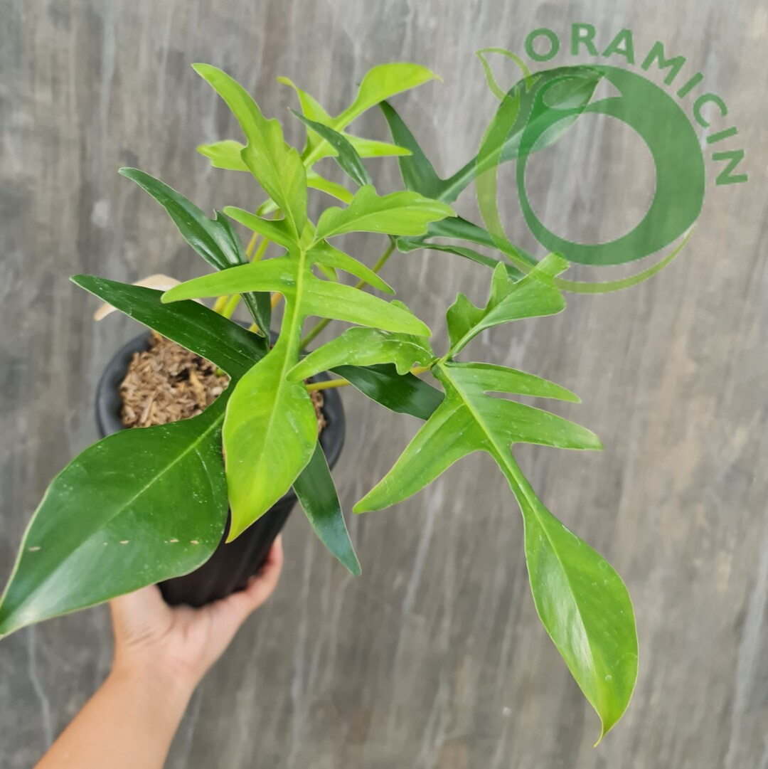 Philodendron Gladhand Glad Hand Tropical Plants ORAMICIN - Etsy