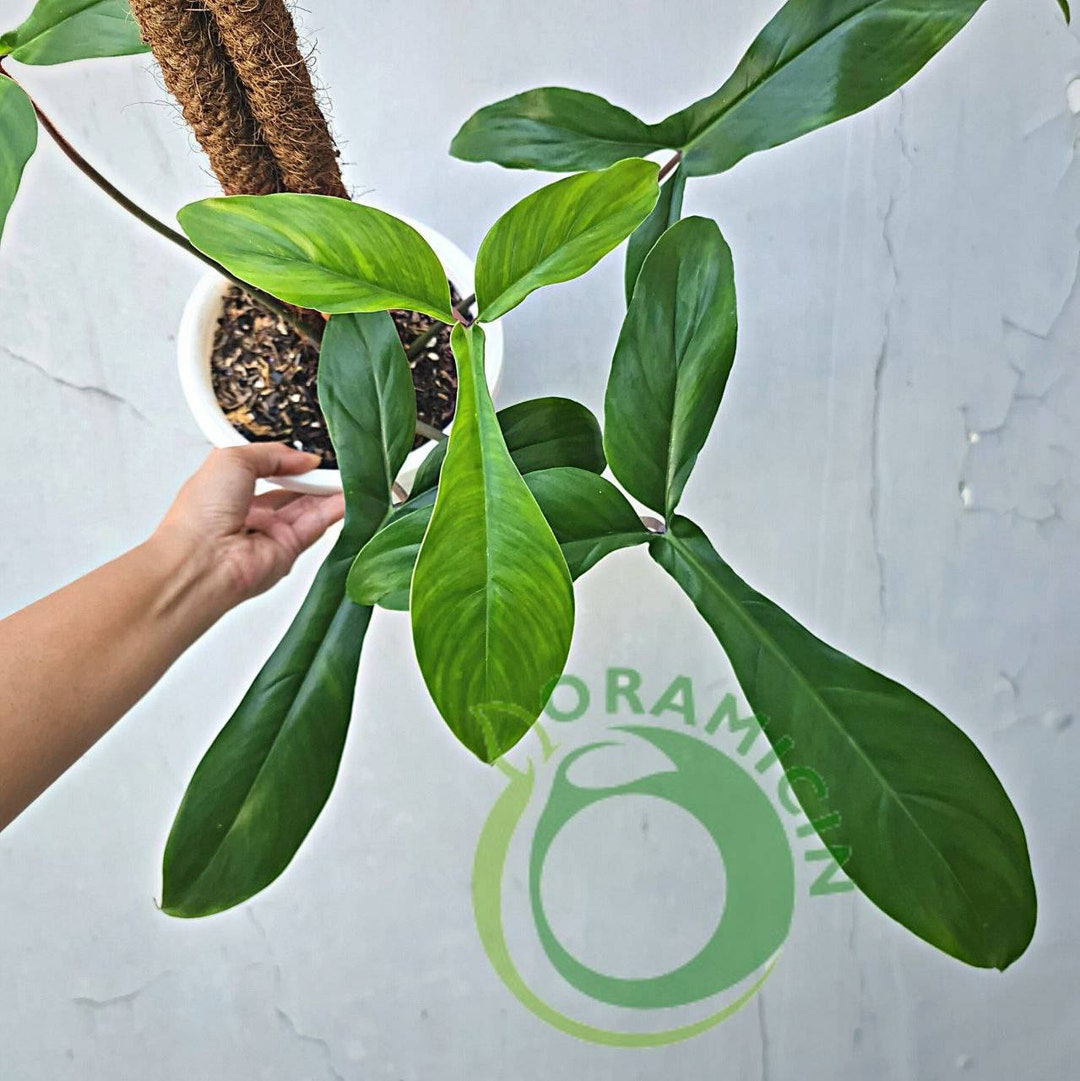 Philodendron Code 69686 Tropical Plants ORAMICIN - Etsy