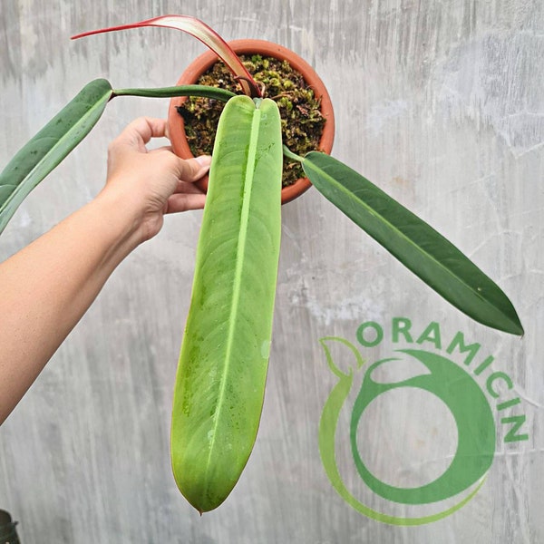 Philodendron Bicolor - Etsy