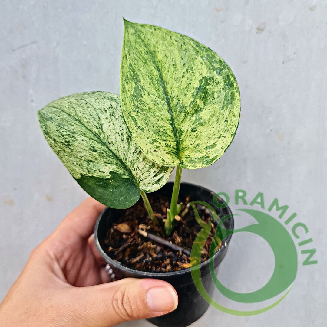 Scindapsus Jade Satin Marble Queen Variegated Tropical Plants ORAMICIN ...