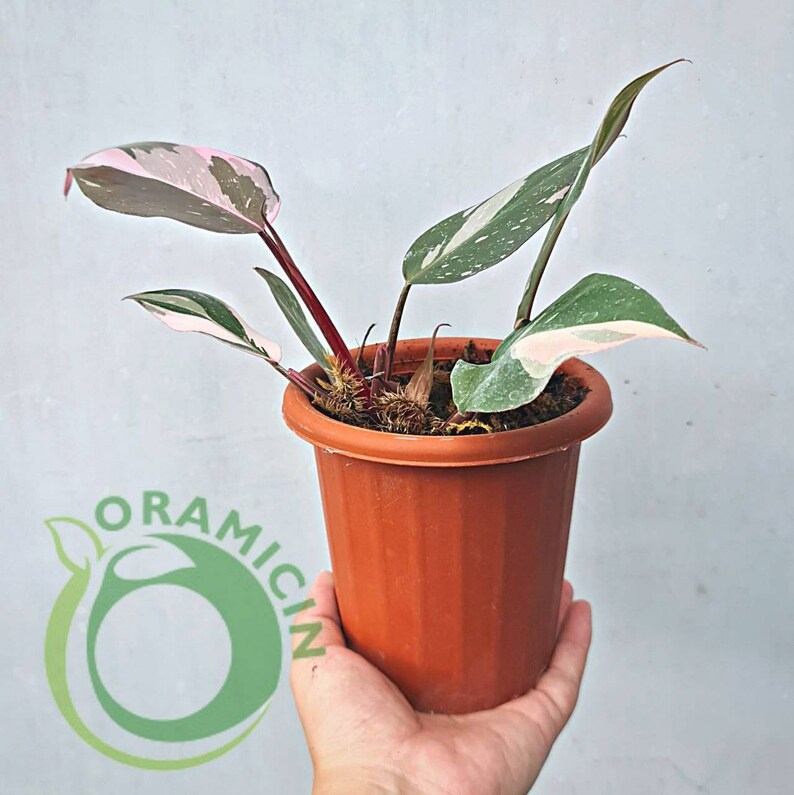 Philodendron Pink Princess Galaxy Variegated SMALL Tropical - Etsy