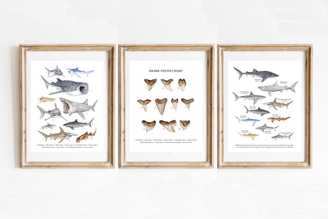 Set of 3 Shark Prints, Sharks Chart, Shark Teeth, Shark Sizes ...