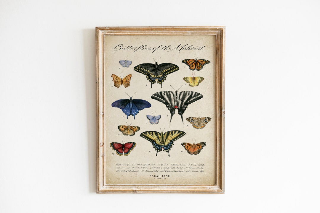 Vintage Butterfly Chart, Midwest Butterflies Poster, Watercolor Insect ...