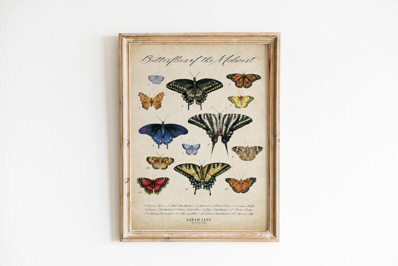 Vintage Butterfly Chart Midwest Butterflies Poster - Etsy