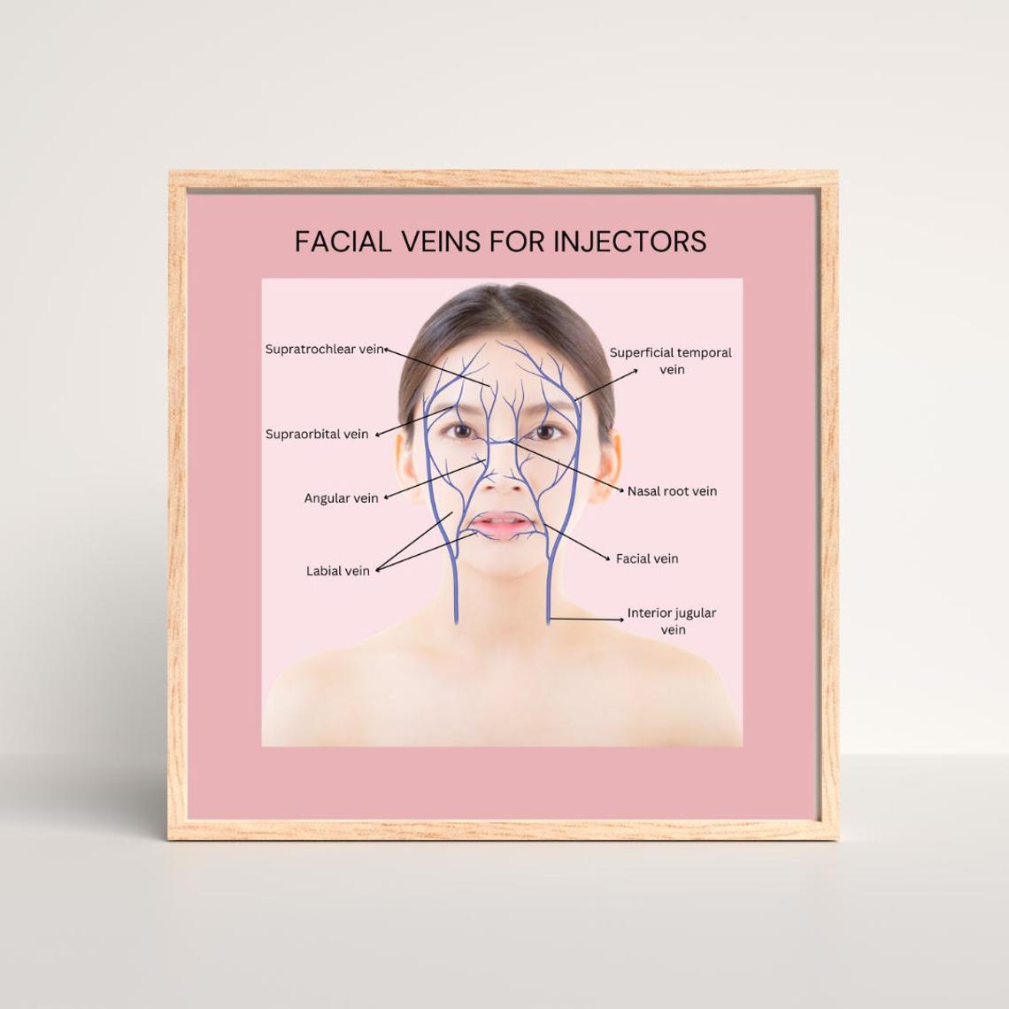 Facial Veins Anatomy Poster for Aesthetic Injectors | Labeled Vascular ...
