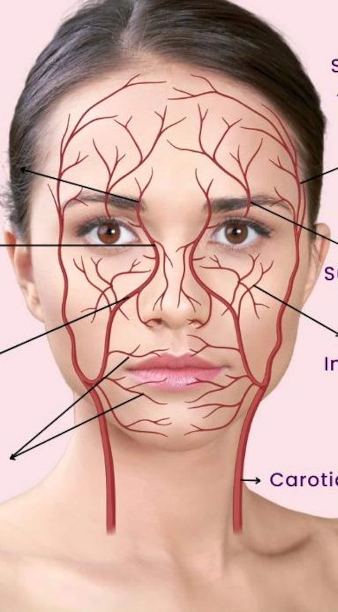 Facial Arteries Anatomy Poster for Injectors | Labeled Vascular Map for ...
