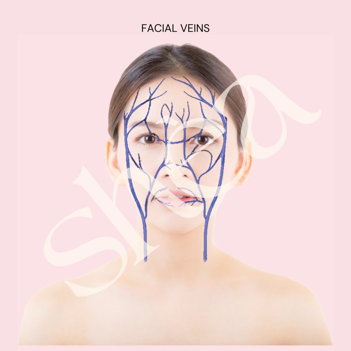 Facial Veins Anatomy Poster Bundle – Labeled and Unlabeled Versions ...