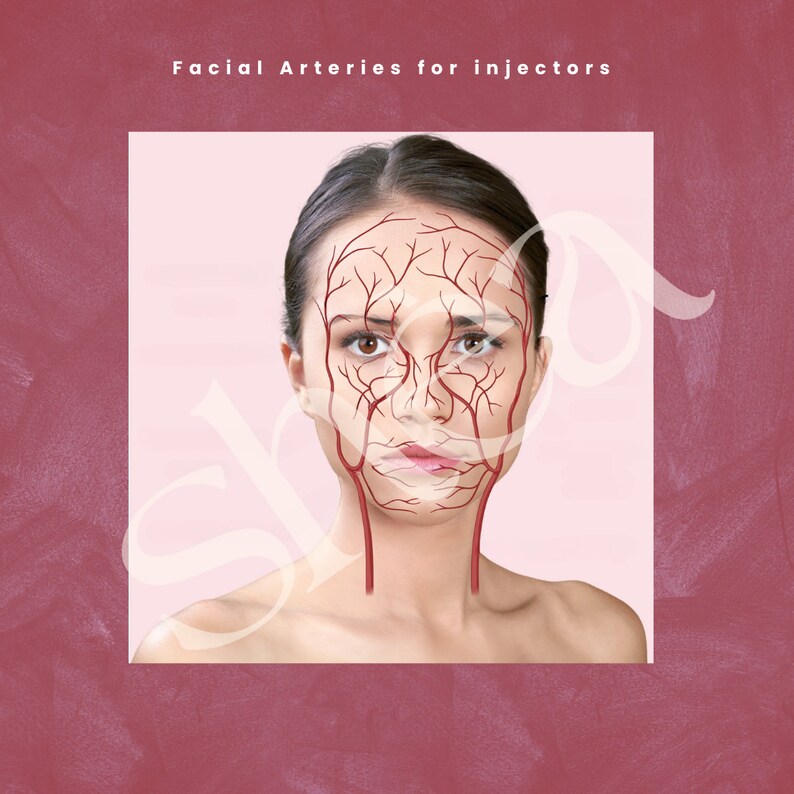 Anatomy for Injectors FULL BUNDLE - Etsy