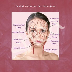 Facial Arteries Anatomy Poster for Injectors | Labeled Vascular Map for ...