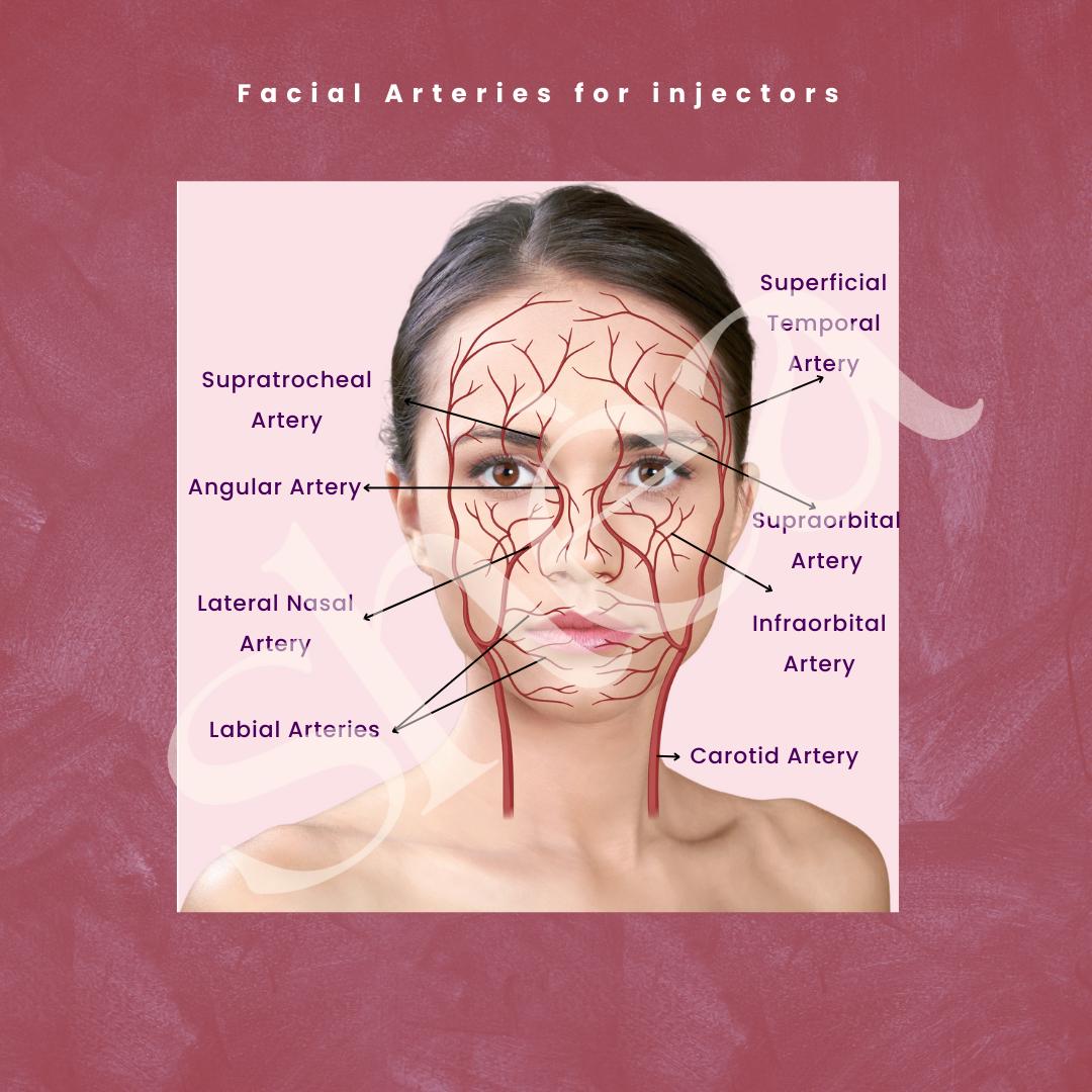 Facial Arteries Anatomy Poster for Injectors | Labeled Vascular Map for ...