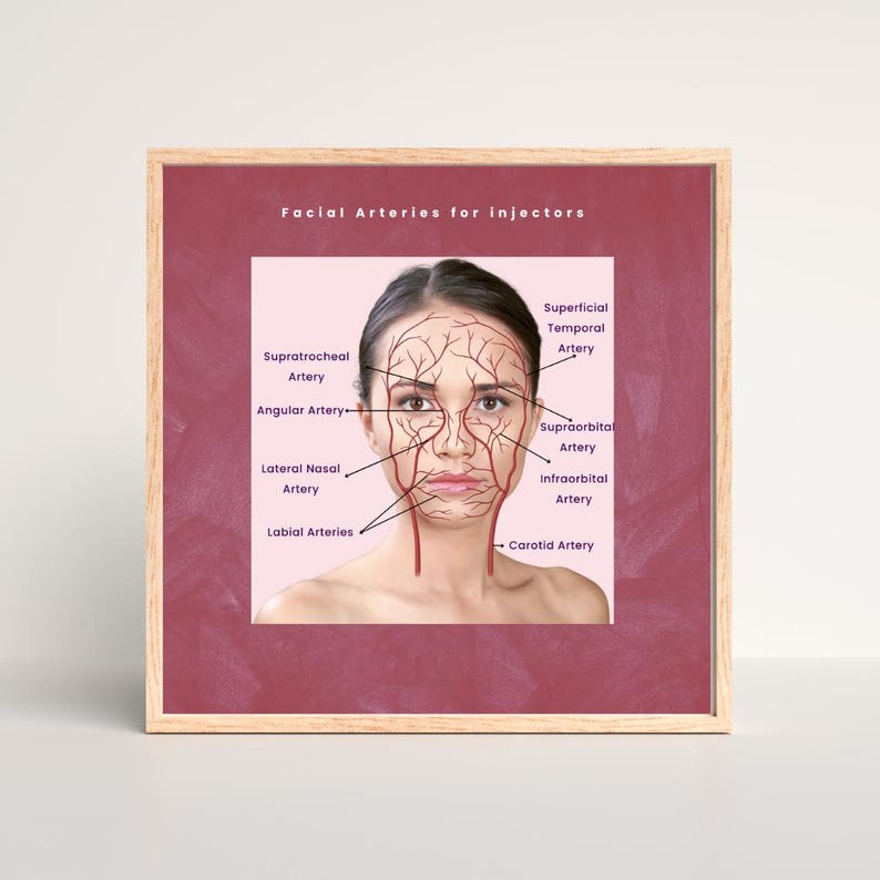 Facial Arteries Anatomy Poster for Injectors | Labeled Vascular Map for ...