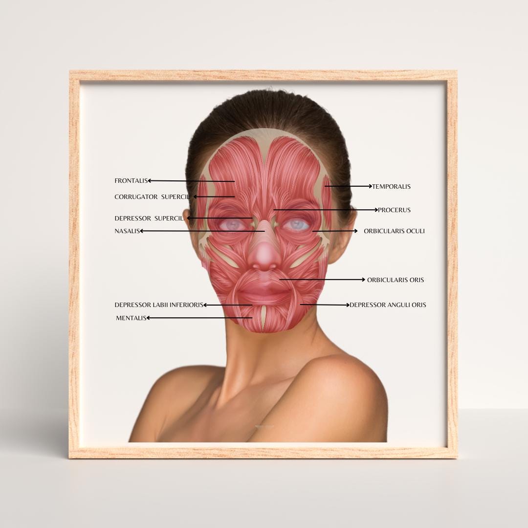 Facial Muscles Anatomy Poster for Women | Labeled Guide for Aesthetic ...