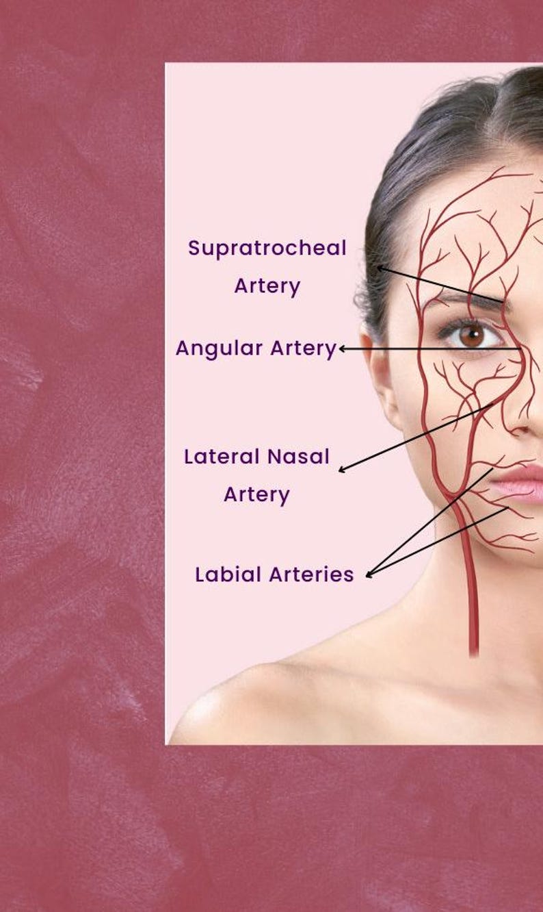 Facial Arteries Anatomy Poster for Injectors | Labeled Vascular Map for Safe Aesthetic ...