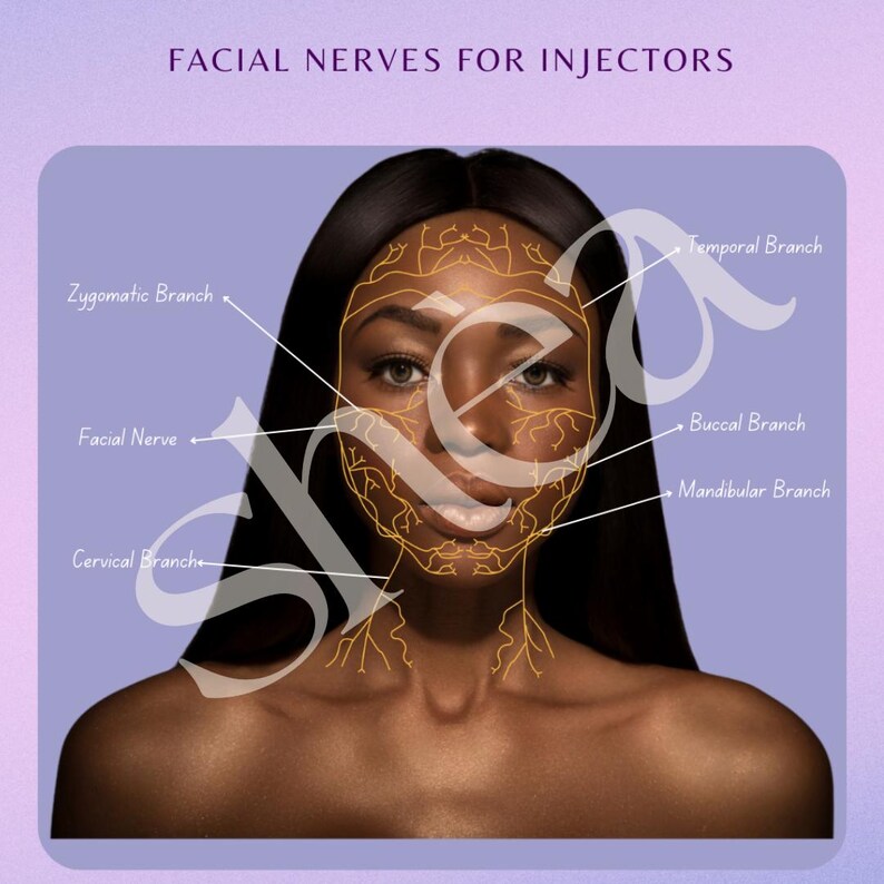 Facial Nerves for Injectors Poster With Labels - Etsy
