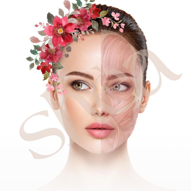 Anatomy Art Bundle – Facial Vasculature, Nerves and Muscles ...