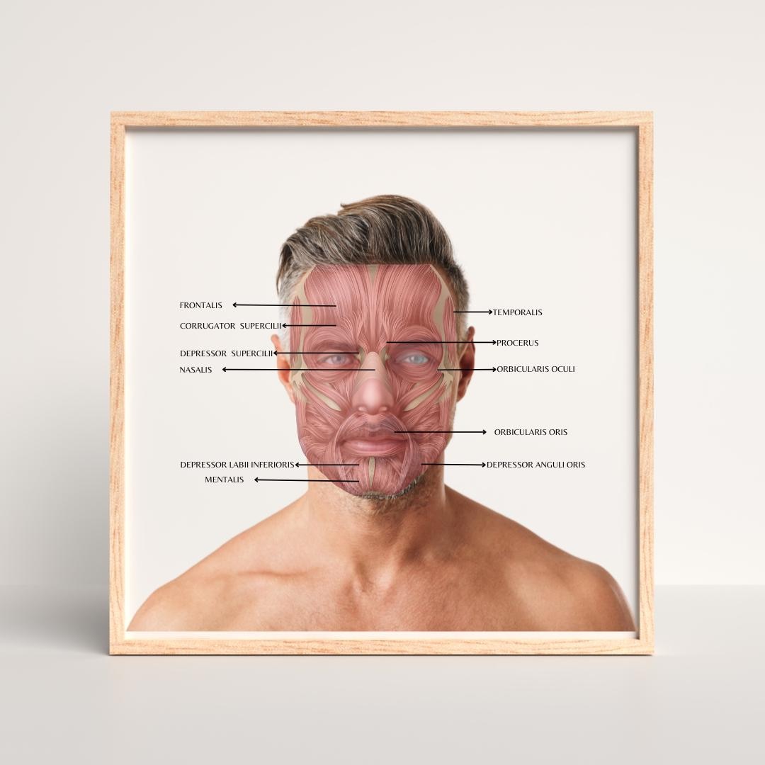 Facial Muscles Anatomy Poster – Male | Labeled & Unlabeled Versions for ...