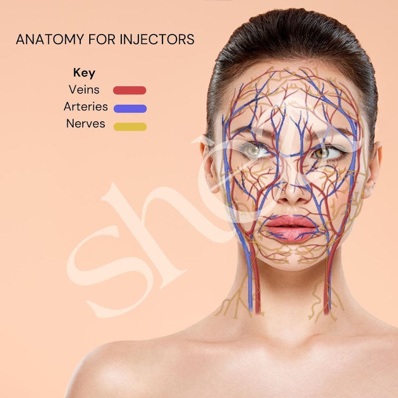 Facial Anatomy Key Poster – Vascular System (no Labels) for Aesthetic ...