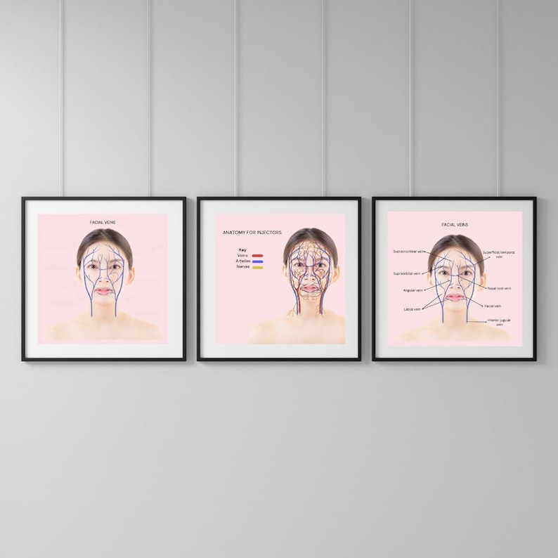 Facial Veins Anatomy Poster Bundle – Labeled and Unlabeled Versions ...