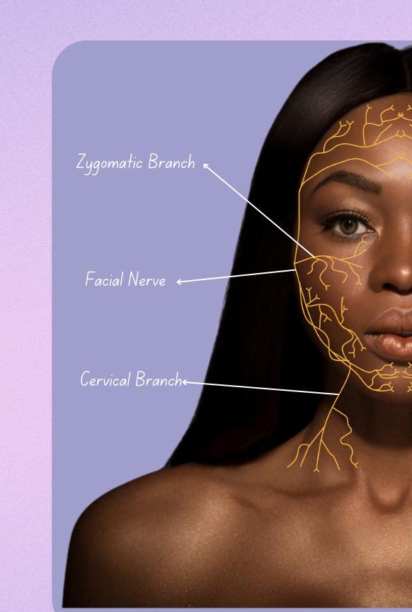 Facial Nerves for Injectors Poster With Labels - Etsy