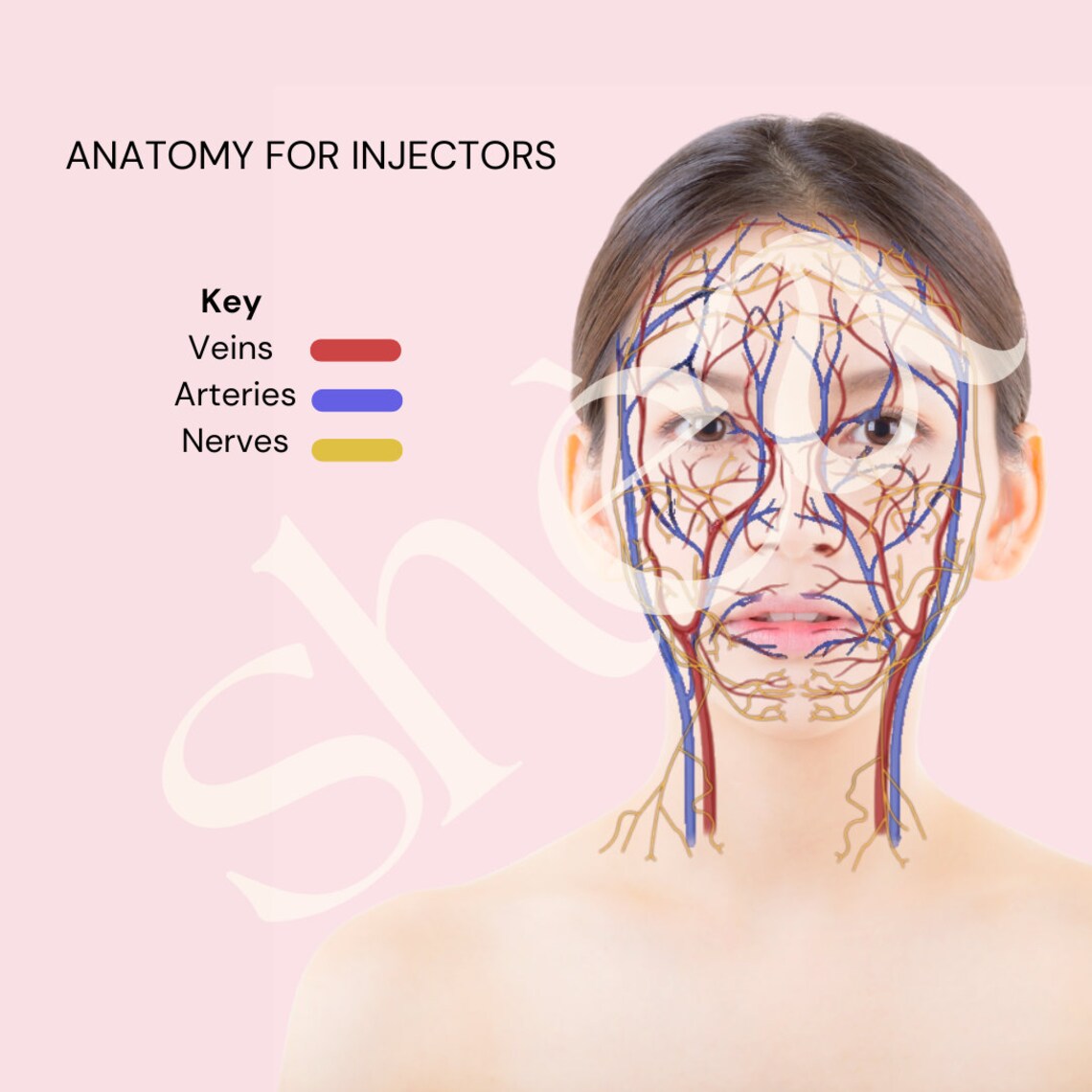Facial Veins Anatomy Poster Bundle – Labeled and Unlabeled Versions ...