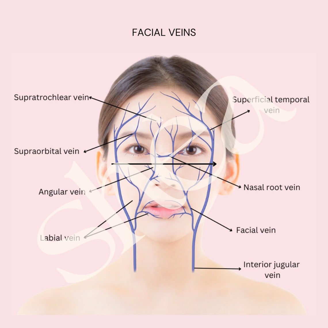 Facial Veins Anatomy Poster Bundle – Labeled and Unlabeled Versions ...