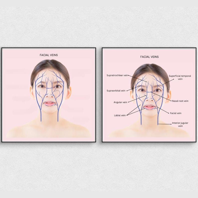 Facial Veins Anatomy Poster Bundle – Labeled and Unlabeled Versions ...