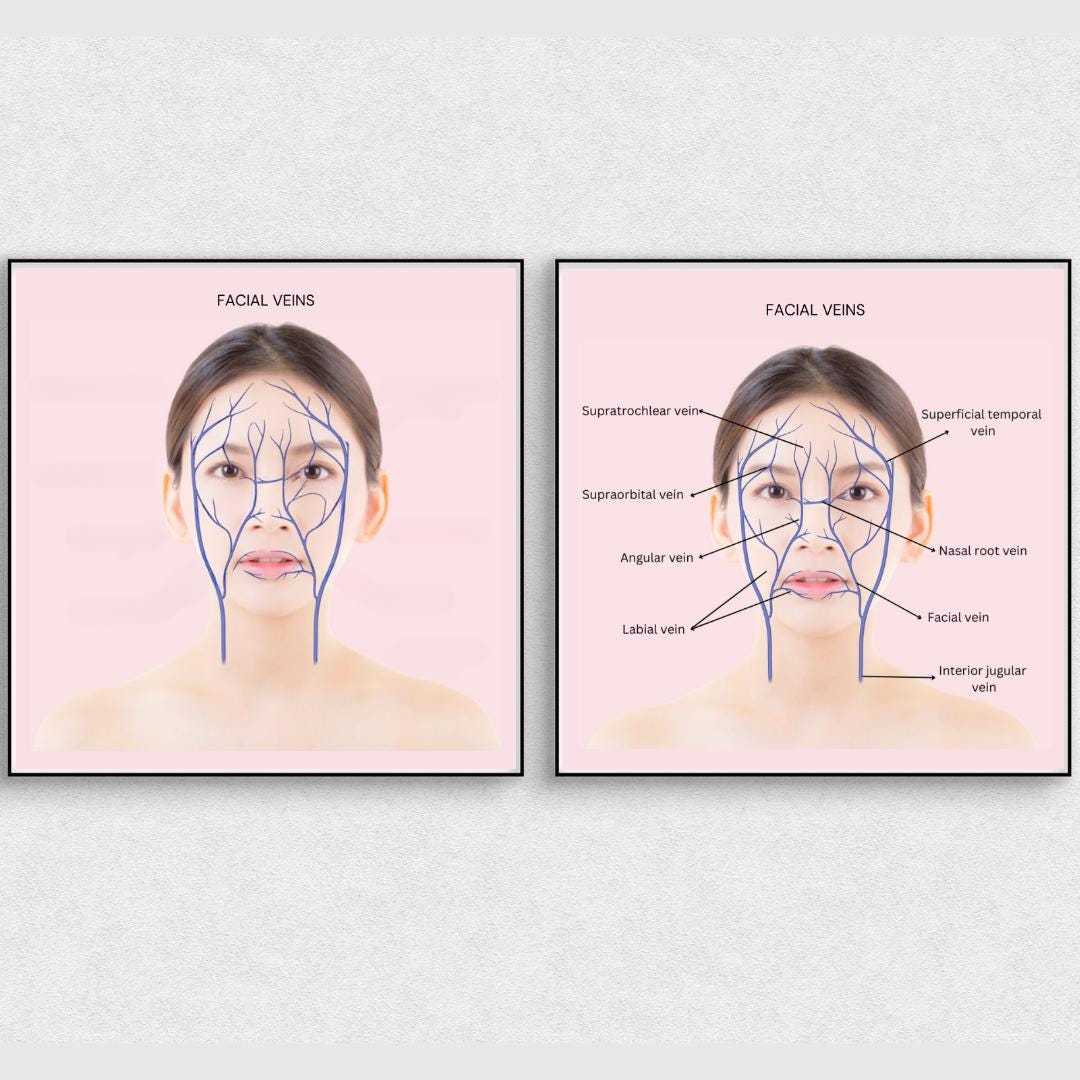 Facial Veins Anatomy Poster Bundle – Labeled and Unlabeled Versions ...