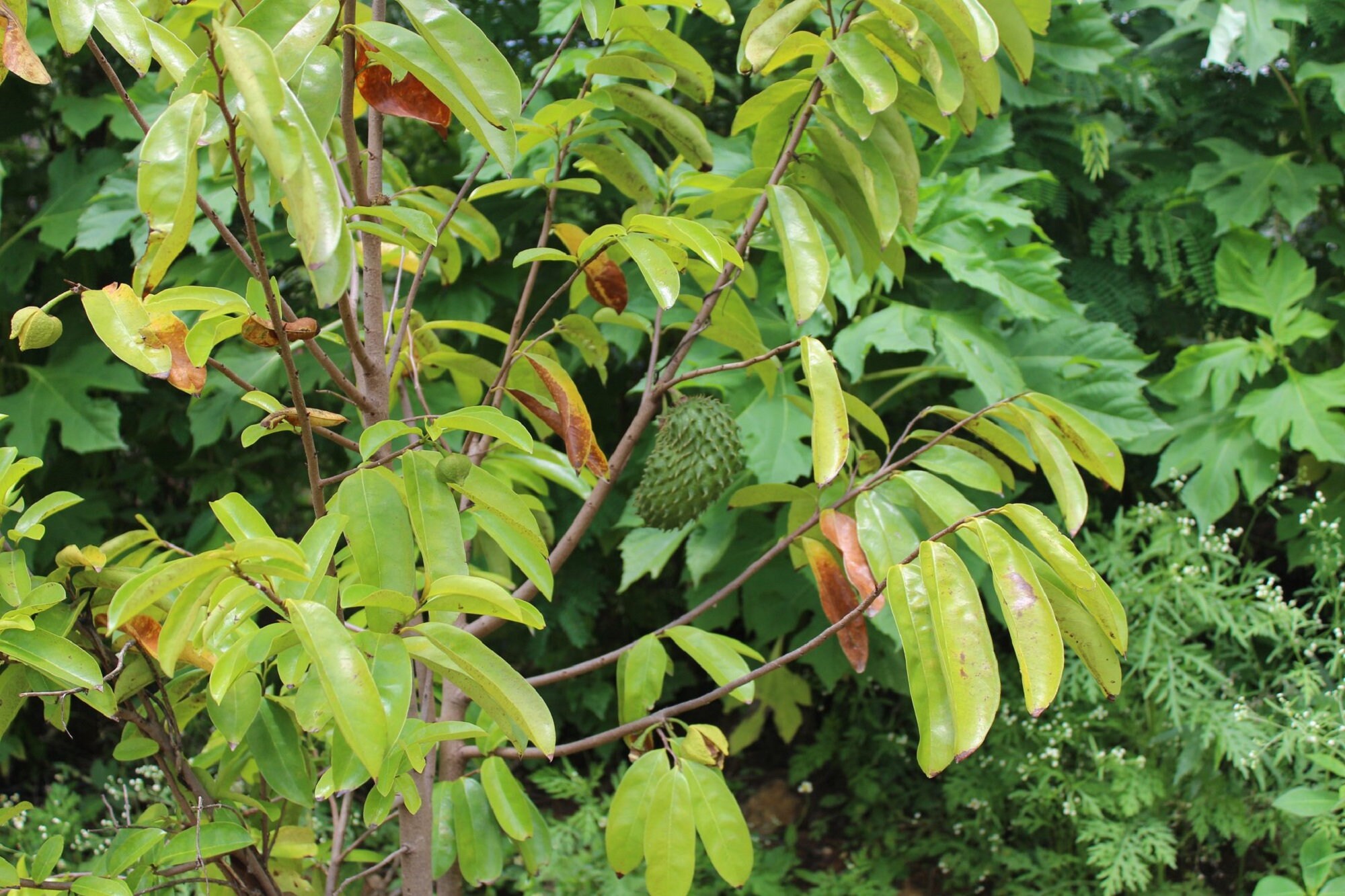 Soursop Guanabana 25 Seed Packet Soursop Guanabana Annona - Etsy
