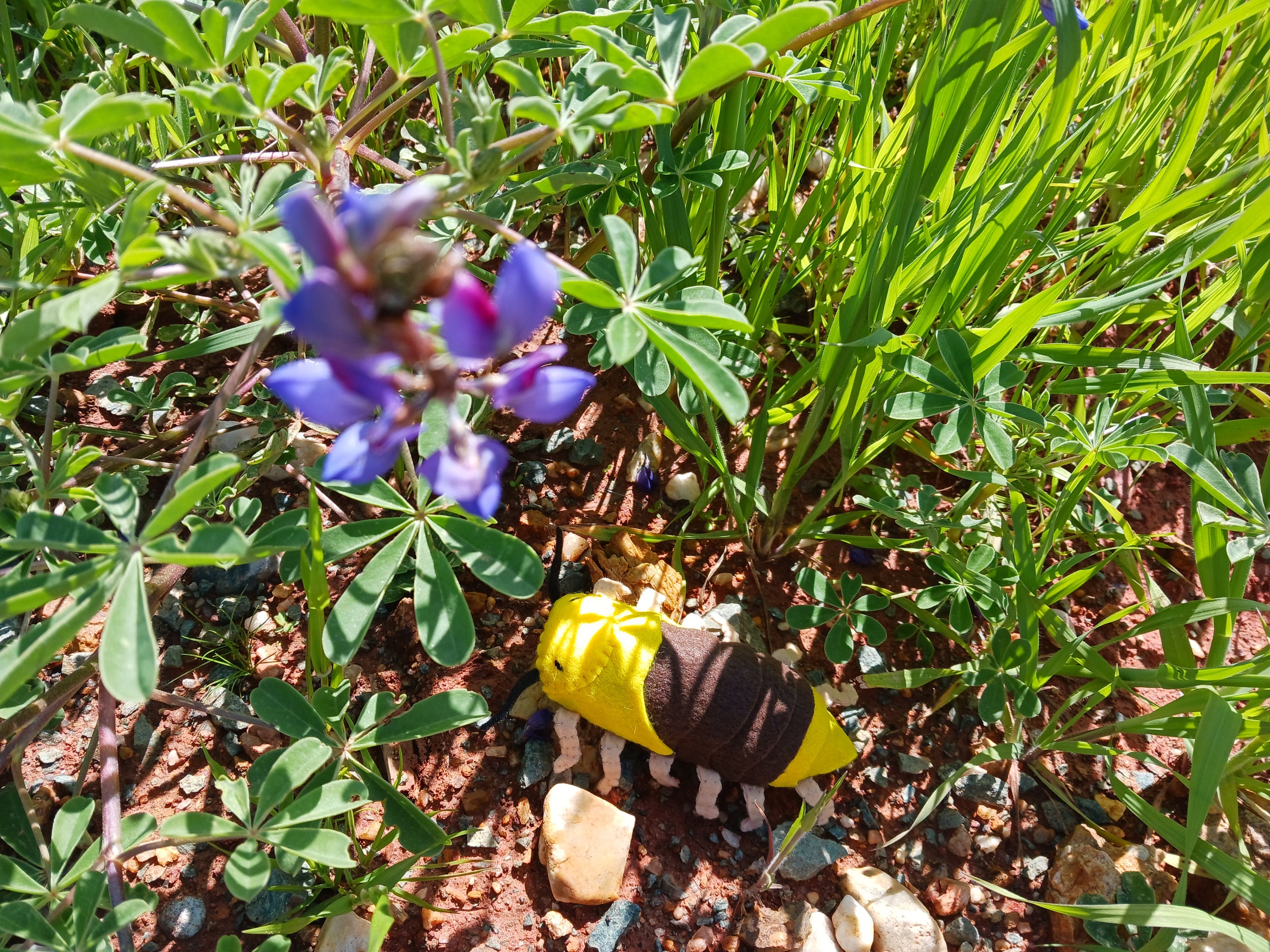 Rubber Ducky Rolly Polly/pillbug/sowbug Felt Plush Handmade and ...