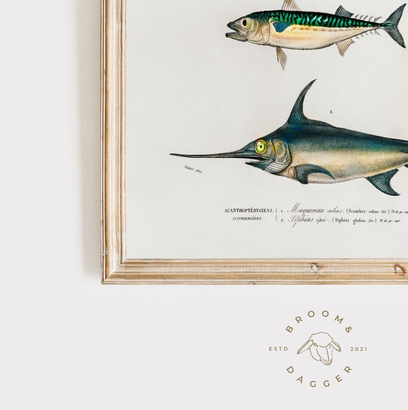 Vintage Fish Art Swordfish & Mackerel | Beachy Wall Art | Fish Wall Art ...